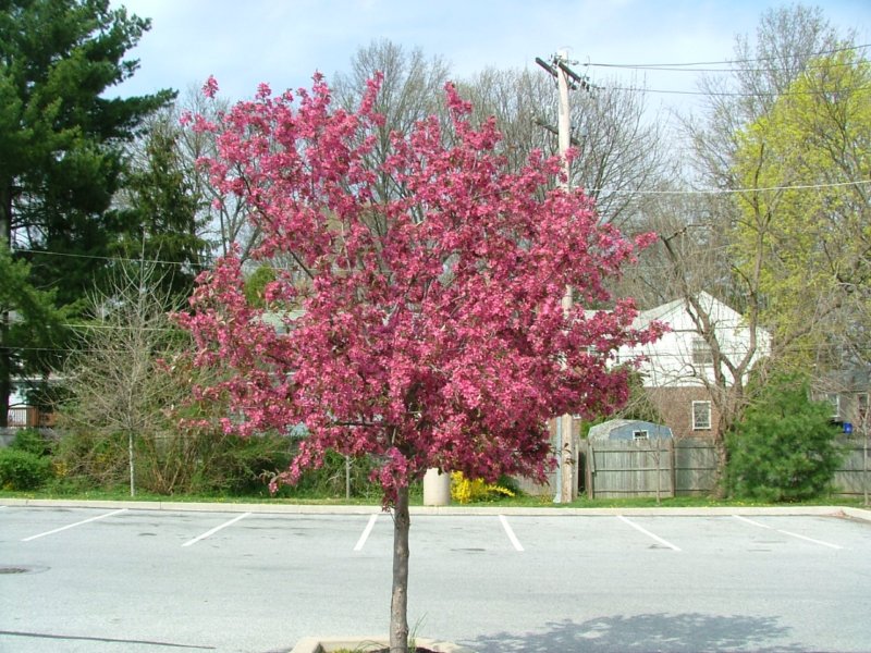 My Favorite Flowering Trees for The Philadelphia Area - Newtown Square ...