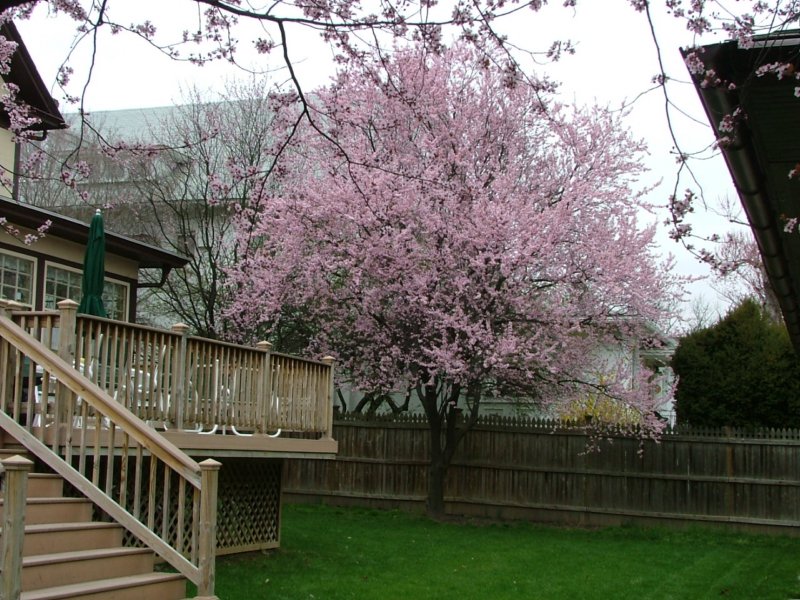 My Favorite Flowering Trees for The Philadelphia Area - Newtown Square ...