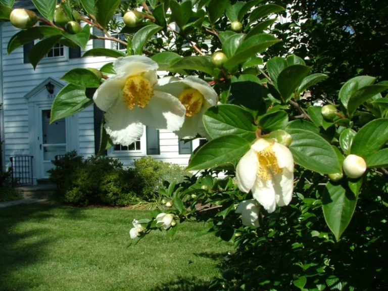 My Favorite Flowering Trees for The Philadelphia Area - Newtown Square ...